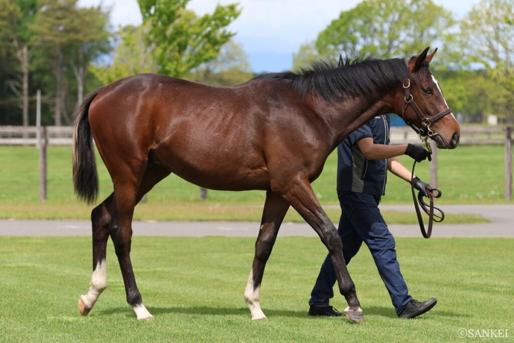 【今週の新馬戦】いきなり大注目！ダノンヒストリーとアウダーシアがデビュー戦で対決 - 競馬チャンネル
